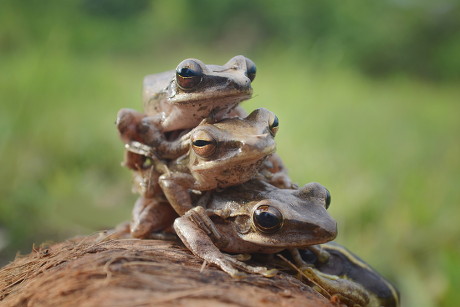 250 Coconut shell Stock Pictures, Editorial Images and Stock Photos ...
