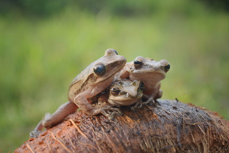 Four Frogs On Coconut Editorial Stock Photo - Stock Image | Shutterstock