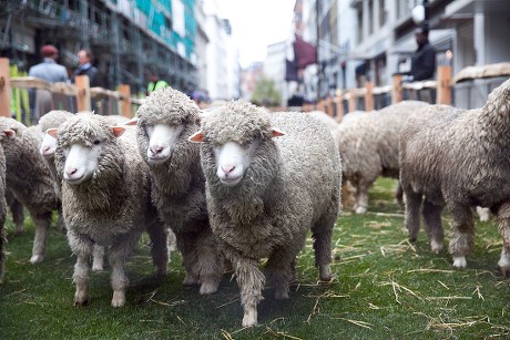 'Sheep on The Row' launching Wool Week, Saville Row, London, Britain ...