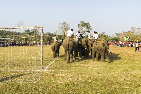 89 Tame elephants Stock Pictures, Editorial Images and Stock Photos ...