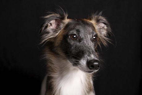 Silken Windsprite Sighthound Male Dog Portrait Editorial Stock Photo ...