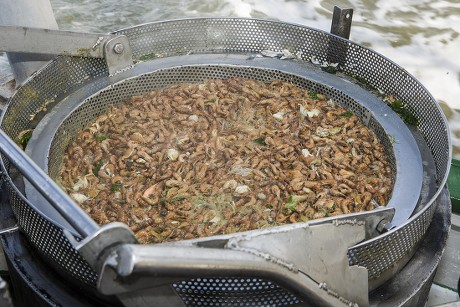 36 Processing fresh fish Stock Pictures, Editorial Images and Stock ...