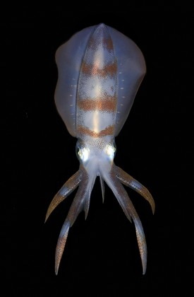 Bigfin Reef Squid Oval Squid Inshore Editorial Stock Photo - Stock ...