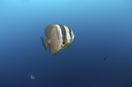 Orbicular Batfish Circular Batfish Orbiculate Batfish Editorial Stock ...