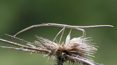 57 Phasmid Stock Pictures, Editorial Images and Stock Photos | Shutterstock