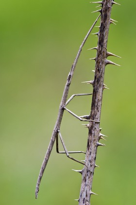 French Stick Insect Clonopsis Gallica Castello Editorial Stock Photo ...