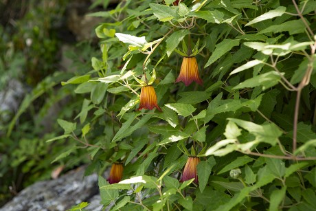 Flower Canary Bellflower Canarina Canariensis Known Editorial Stock ...