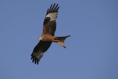 50 Bird flight perspective Stock Pictures, Editorial Images and Stock ...