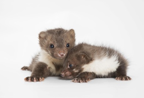 250 Foina Stock Pictures, Editorial Images and Stock Photos | Shutterstock