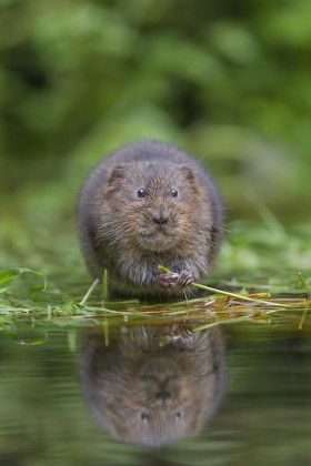 250 Arvicola amphibius Stock Pictures, Editorial Images and Stock ...