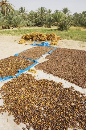 Harvested Dates Sundried Date Palm Phoenix Editorial Stock Photo ...