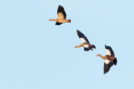 250 Alikeness Stock Pictures, Editorial Images and Stock Photos ...