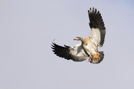 50 Bird flight perspective Stock Pictures, Editorial Images and Stock ...