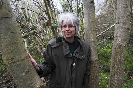imágenes de First native ash tree highly tolerant to Ash Dieback ...
