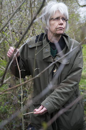 imágenes de First native ash tree highly tolerant to Ash Dieback ...