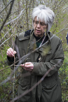 imágenes de First native ash tree highly tolerant to Ash Dieback ...