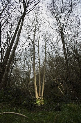 Ash Dieback Resistant Tree Betty Editorial Stock Photo - Stock Image ...