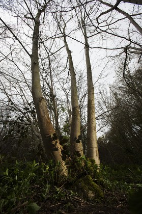 imágenes de First native ash tree highly tolerant to Ash Dieback ...