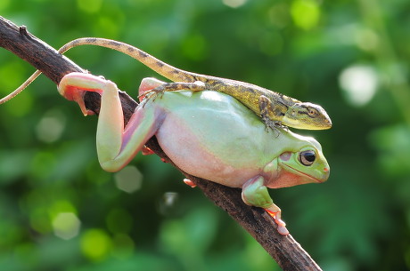 Frog Lizard Editorial Stock Photo - Stock Image | Shutterstock