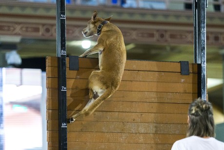 Dog Competing World Record Attempt Dog Editorial Stock Photo - Stock ...