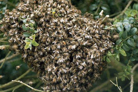Swarm Honey Bees Tree Editorial Stock Photo - Stock Image | Shutterstock