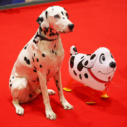 Dj Dalmatian Dalmatian Dog Balloon National Editorial Stock Photo - Stock Image | Shutterstock