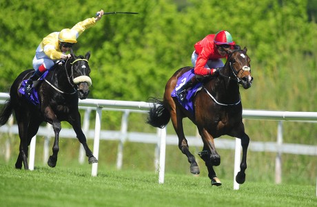 Horse Racing - 8 May 2016 Stock Pictures, Editorial Images and Stock ...