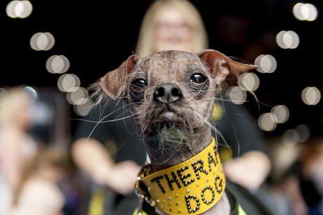 Mugly Chinese Crested Worlds Ugliest Dog Editorial Stock Photo - Stock ...