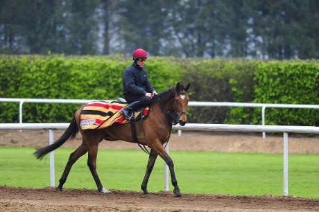Ballydoyle Stables Trainer Aidan Obrien Horses Editorial Stock Photo ...