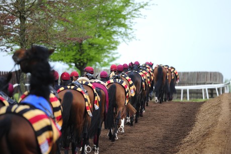 Ballydoyle Stables Trainer Aidan Obrien Horses Editorial Stock Photo ...