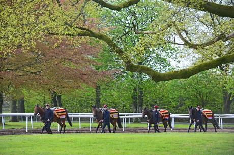 Ballydoyle Stables Trainer Aidan Obrien Horses Editorial Stock Photo ...