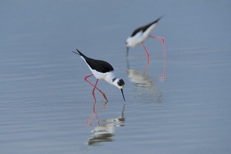92 Common stilt Stock Pictures, Editorial Images and Stock Photos ...