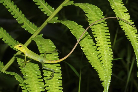 Common Green Forest Lizard Green Forest Editorial Stock Photo - Stock ...