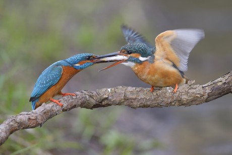 250 Giving the bird Stock Pictures, Editorial Images and Stock Photos ...