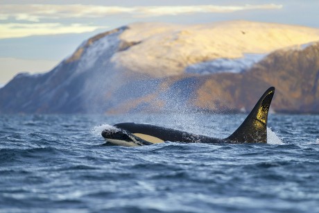 Orca Orcinus Orca Front Snowcovered Mountains Editorial Stock Photo ...