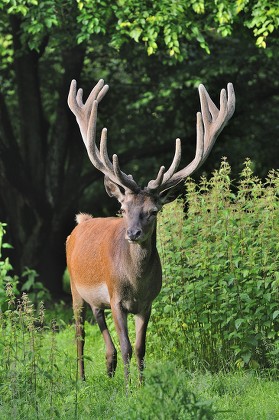 Red Deer Cervus Elaphus Velvet Antlers Editorial Stock Photo - Stock ...
