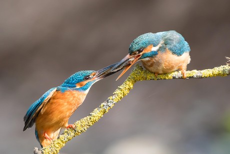 250 Giving the bird Stock Pictures, Editorial Images and Stock Photos ...