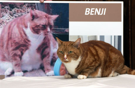 8 Benji the cat Stock Pictures, Editorial Images and Stock Photos ...