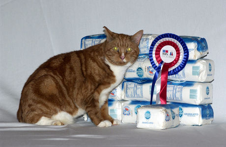 8 Benji the cat Stock Pictures, Editorial Images and Stock Photos ...