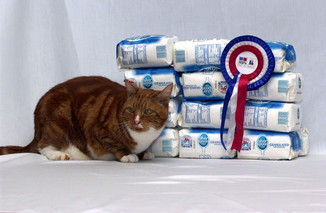 8 Benji the cat Stock Pictures, Editorial Images and Stock Photos ...