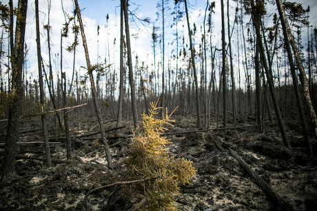 Burnt Forests Seen Fort Mcmurray Editorial Stock Photo - Stock Image ...