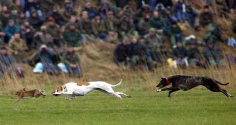 Hare Coursing 157th Waterloo Cup Editorial Stock Photo - Stock Image ...