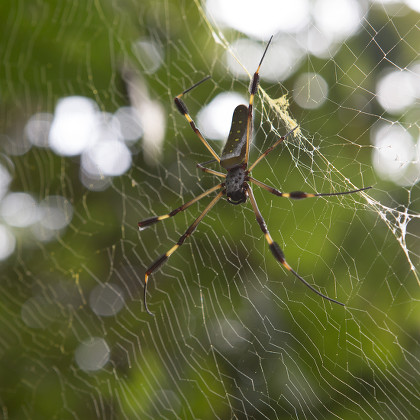 Golden Orb Weaver Spider Weaves Web Editorial Stock Photo - Stock Image ...
