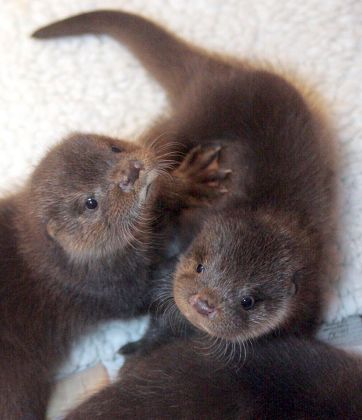 Orphaned Otter Cubs Splish Splash Splosh Editorial Stock Photo - Stock ...