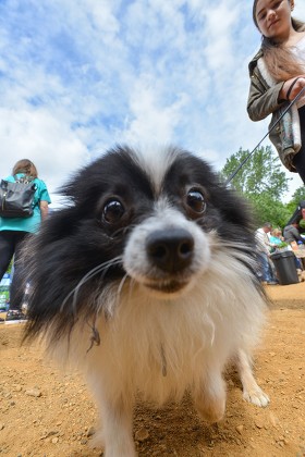 Dog Their Owners Take Part Rspca Editorial Stock Photo - Stock Image ...