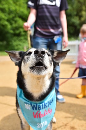 Dog Their Owners Take Part Rspca Editorial Stock Photo - Stock Image ...