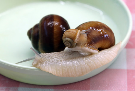 Toshihide Takases Escargot Farm Editorial Stock Photo - Stock Image ...