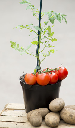 One Tomtato Plants Editorial Stock Photo - Stock Image | Shutterstock