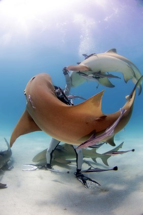 __COUNT__ Diver puts sharks in trance-like state using 'tonic ...
