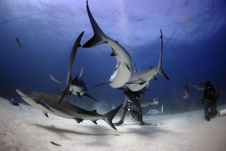 Riccardo Sturla Avogardi Shark Editorial Stock Photo - Stock Image ...
